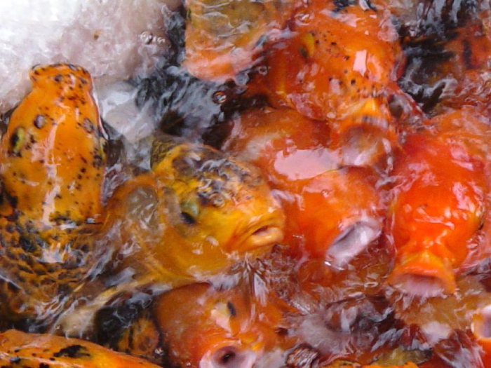 Koi Fish | Pics4Learning