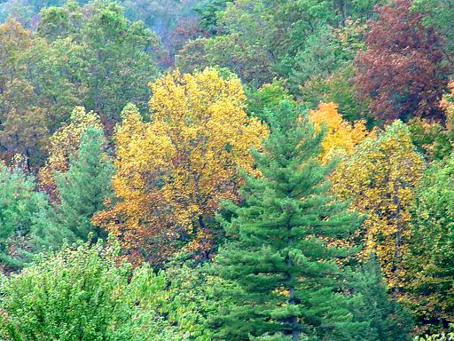 Fall Color | Pics4Learning