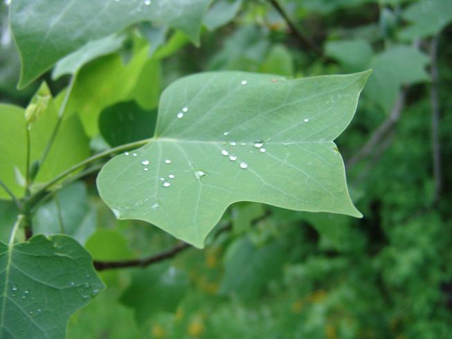 Popular Tree Leaf | Pics4Learning