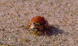 Ladybug on the Beach | Pics4Learning