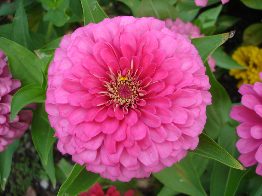 Pink Zinnia | Pics4Learning