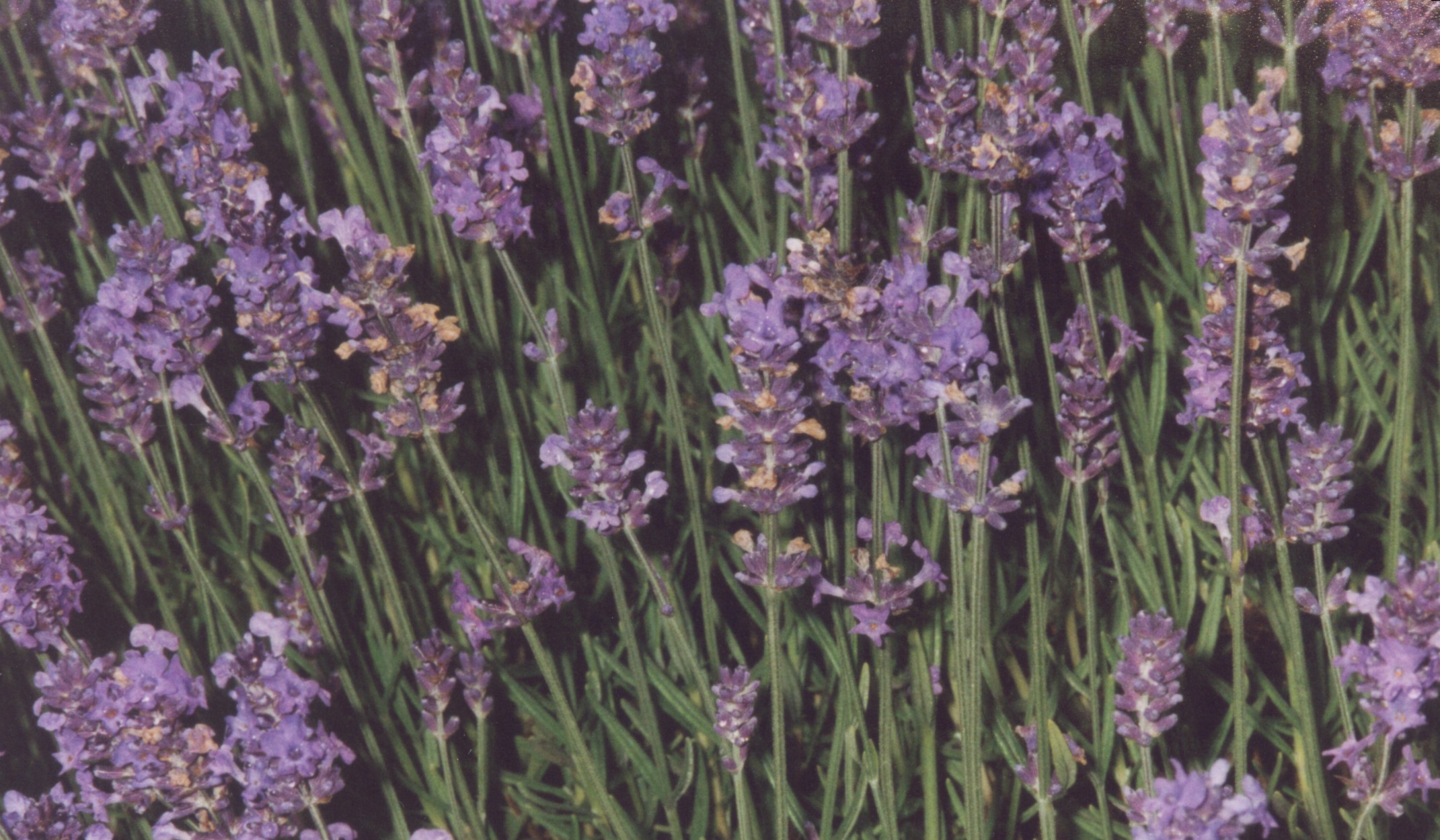 lavender | Pics4Learning