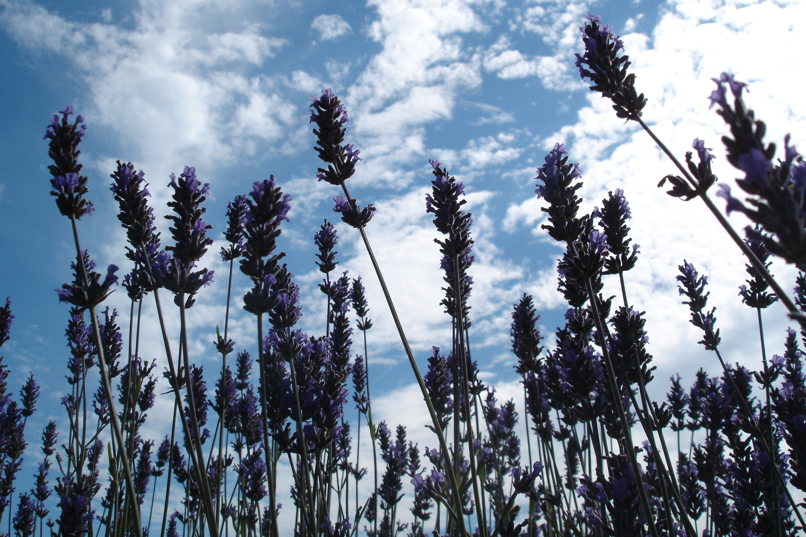 flower | Pics4Learning