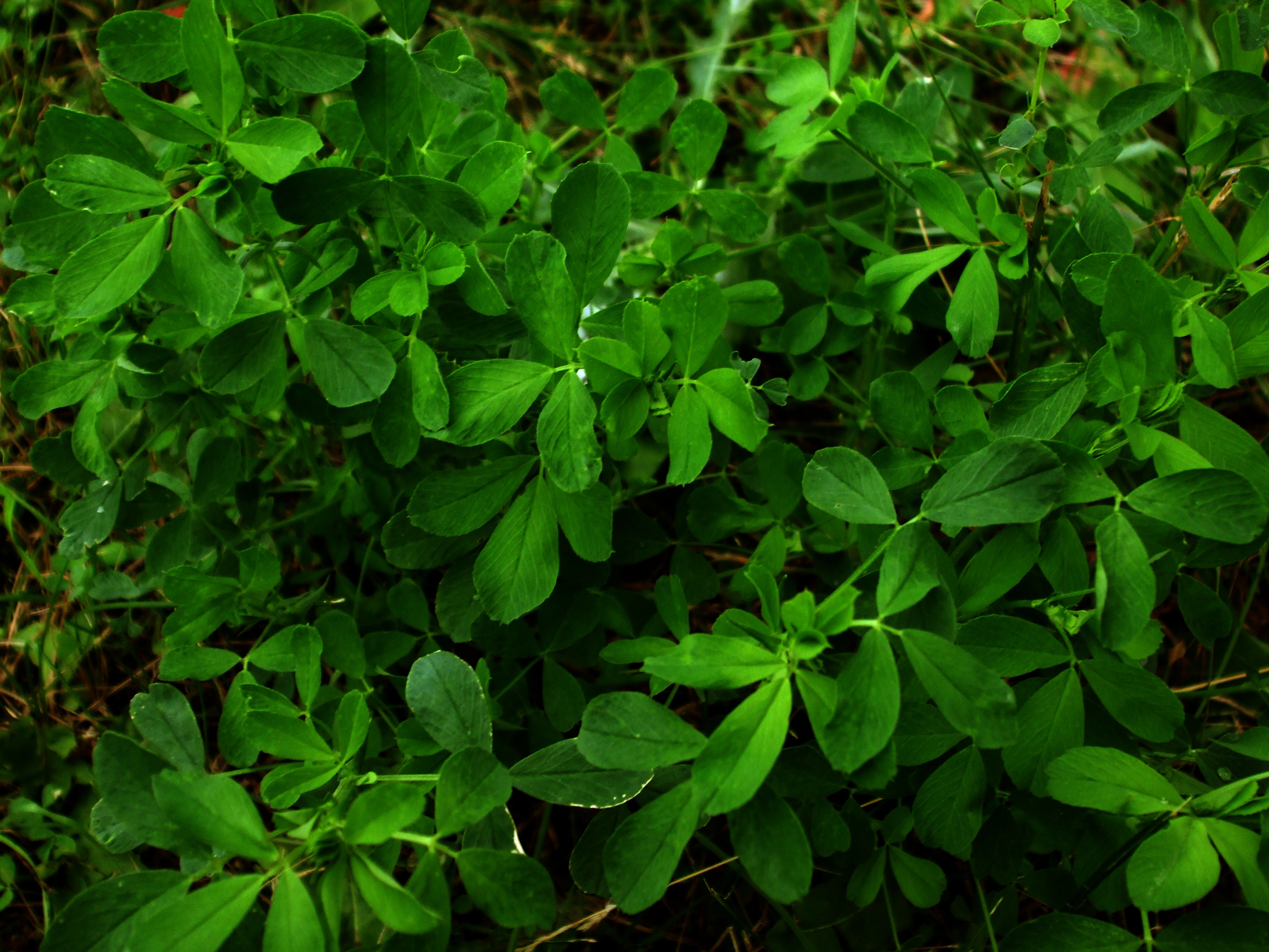 leaves | Pics4Learning