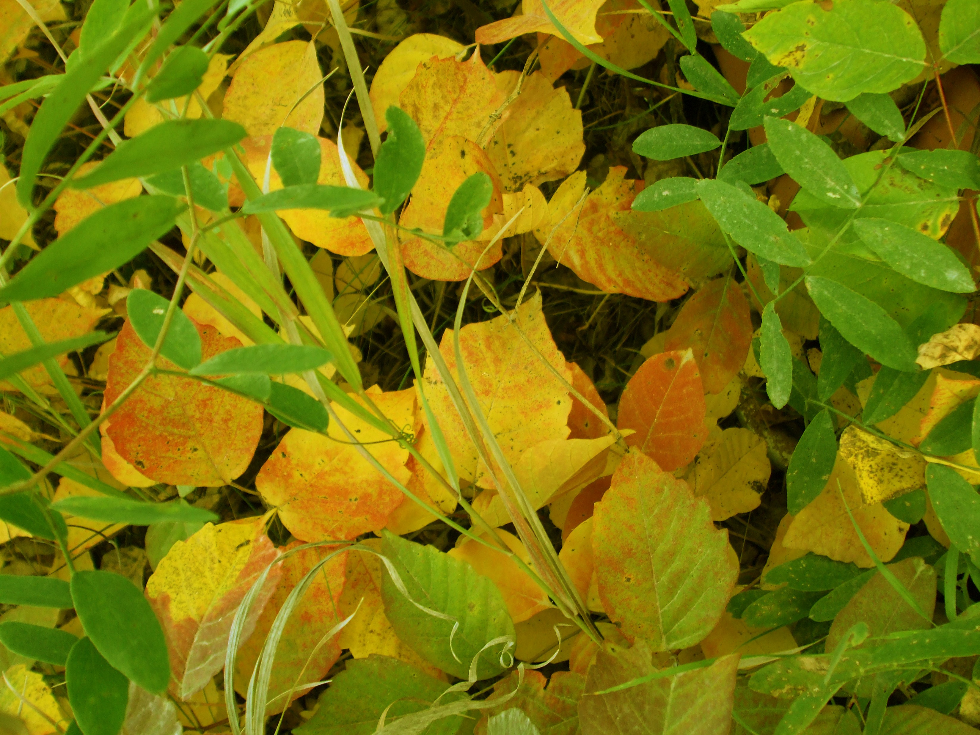 Leaves, Nature | Pics4Learning