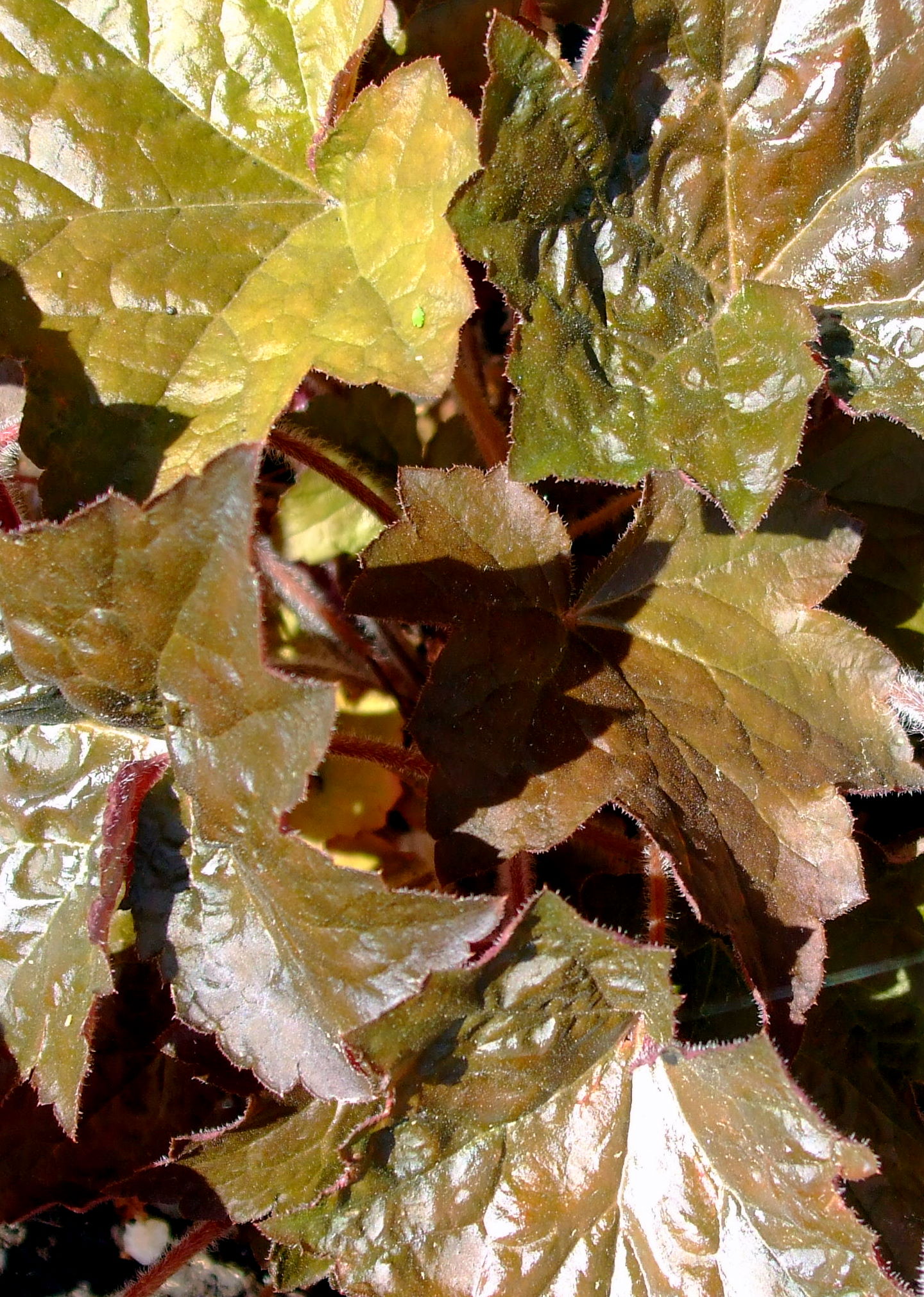 LEAVES | Pics4Learning