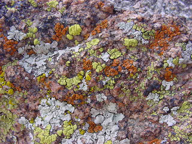 Lichen | Pics4Learning