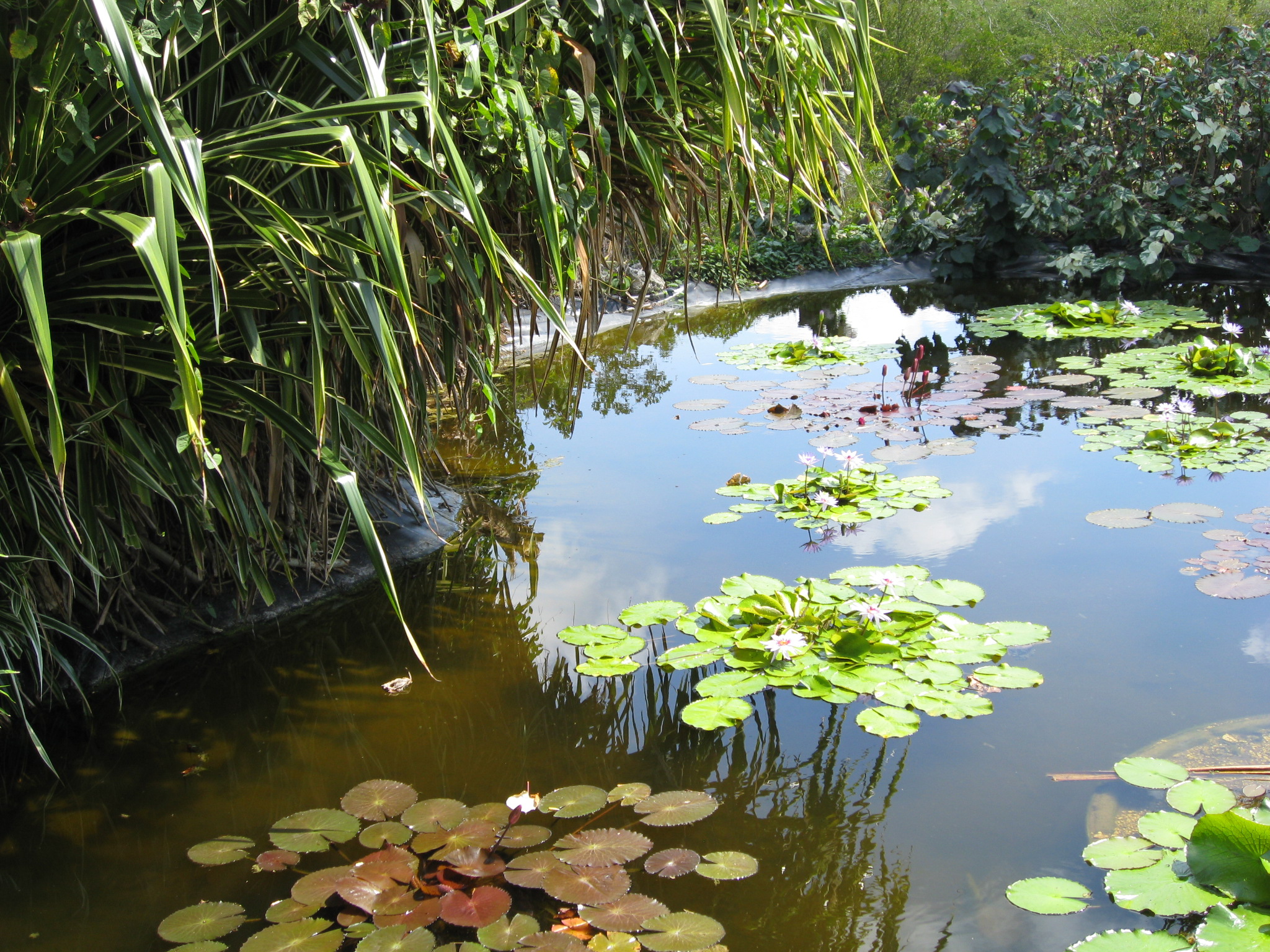 Lilly | Pics4Learning