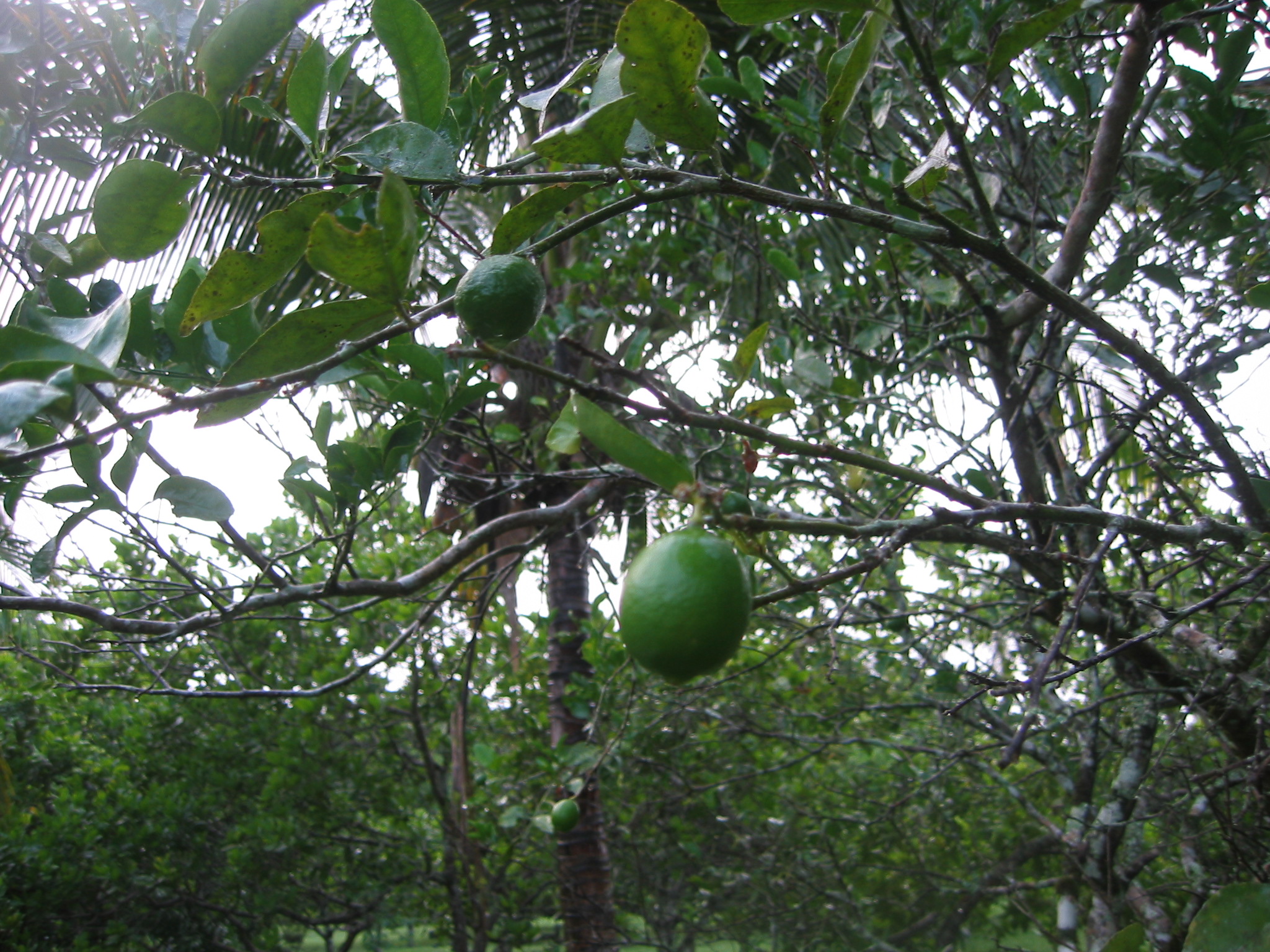 Limes on Tree | Pics4Learning