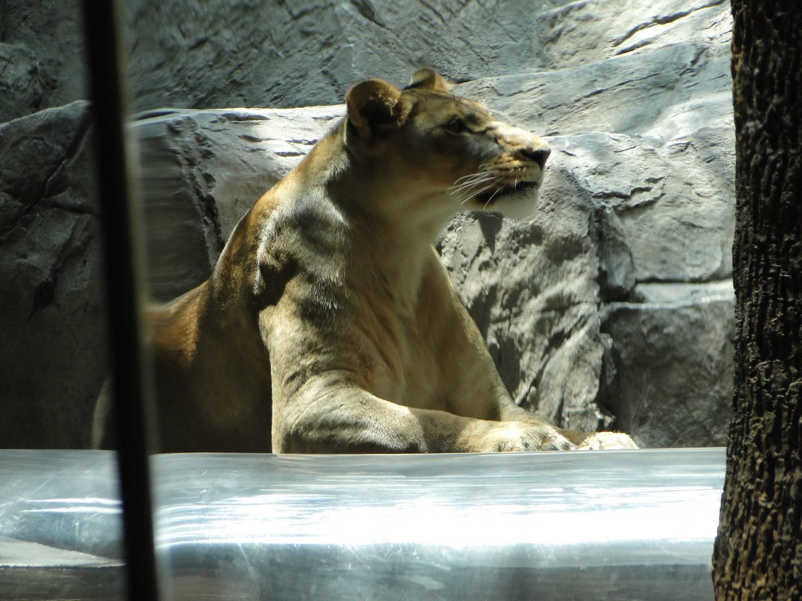 Lions | Pics4Learning