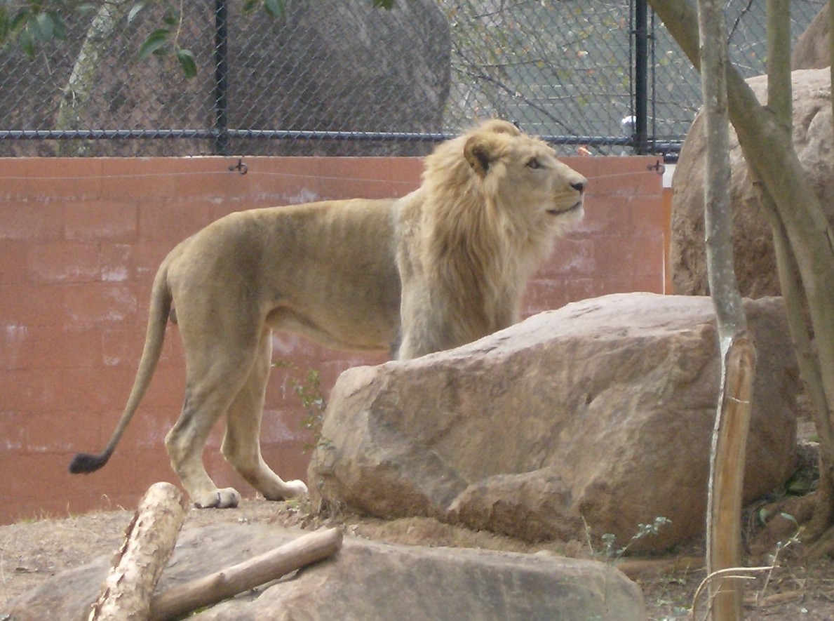 Lion | Pics4Learning