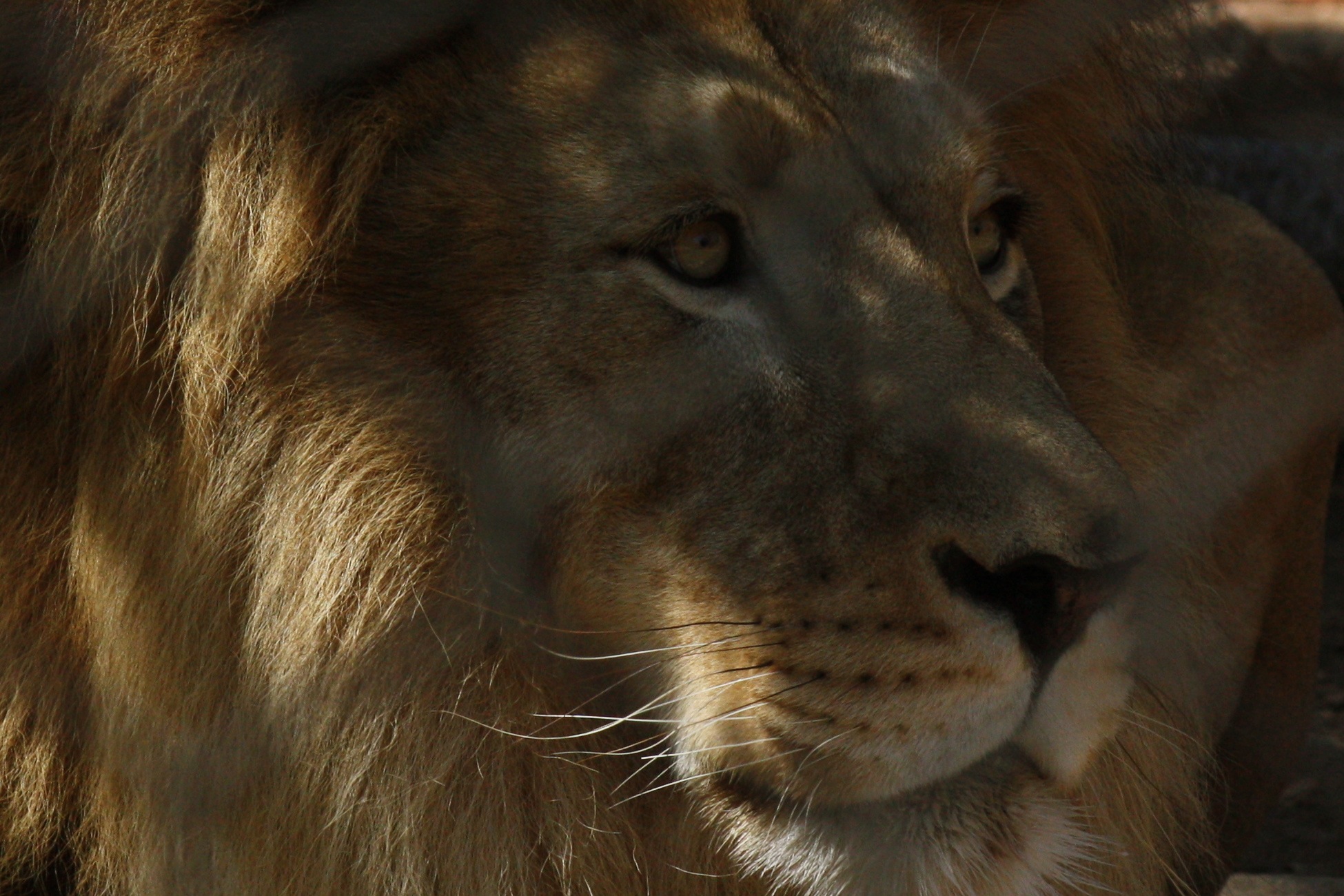 Lion | Pics4Learning