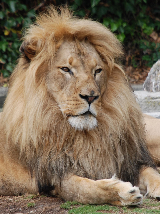 Lion | Pics4Learning