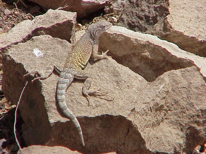 Colorful Lizard on rock | Pics4Learning