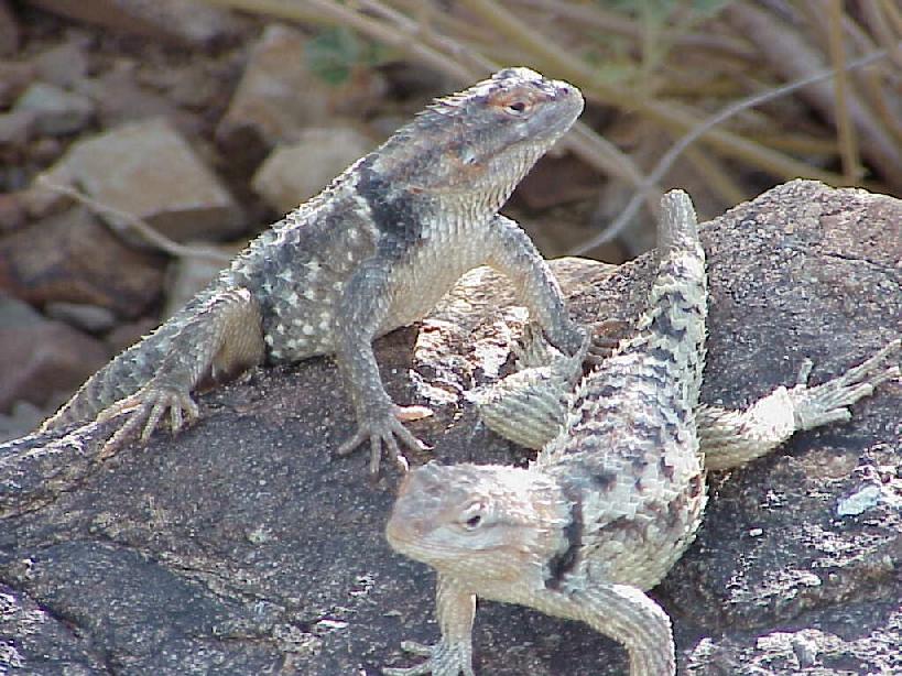Pair of Spiny Desert Lizards | Pics4Learning