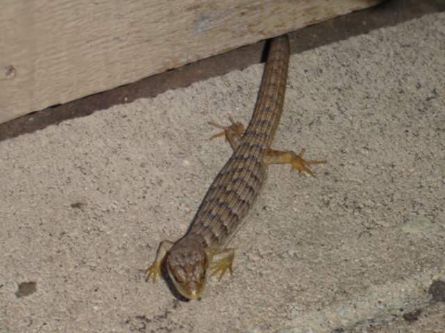 Lizard | Pics4Learning
