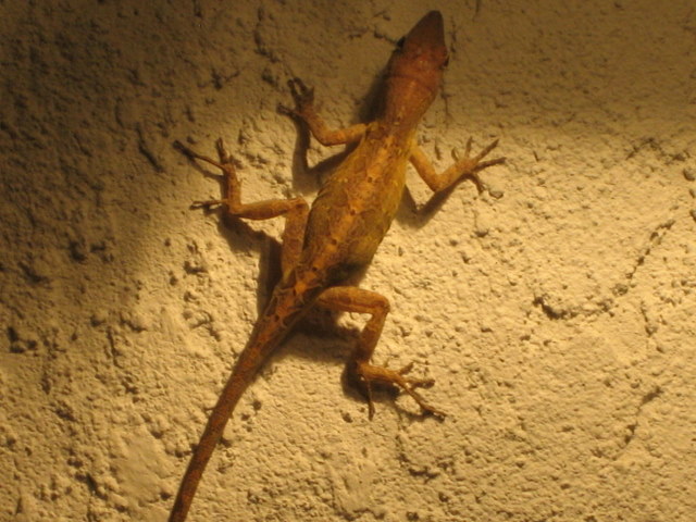 Climbing lizard | Pics4Learning