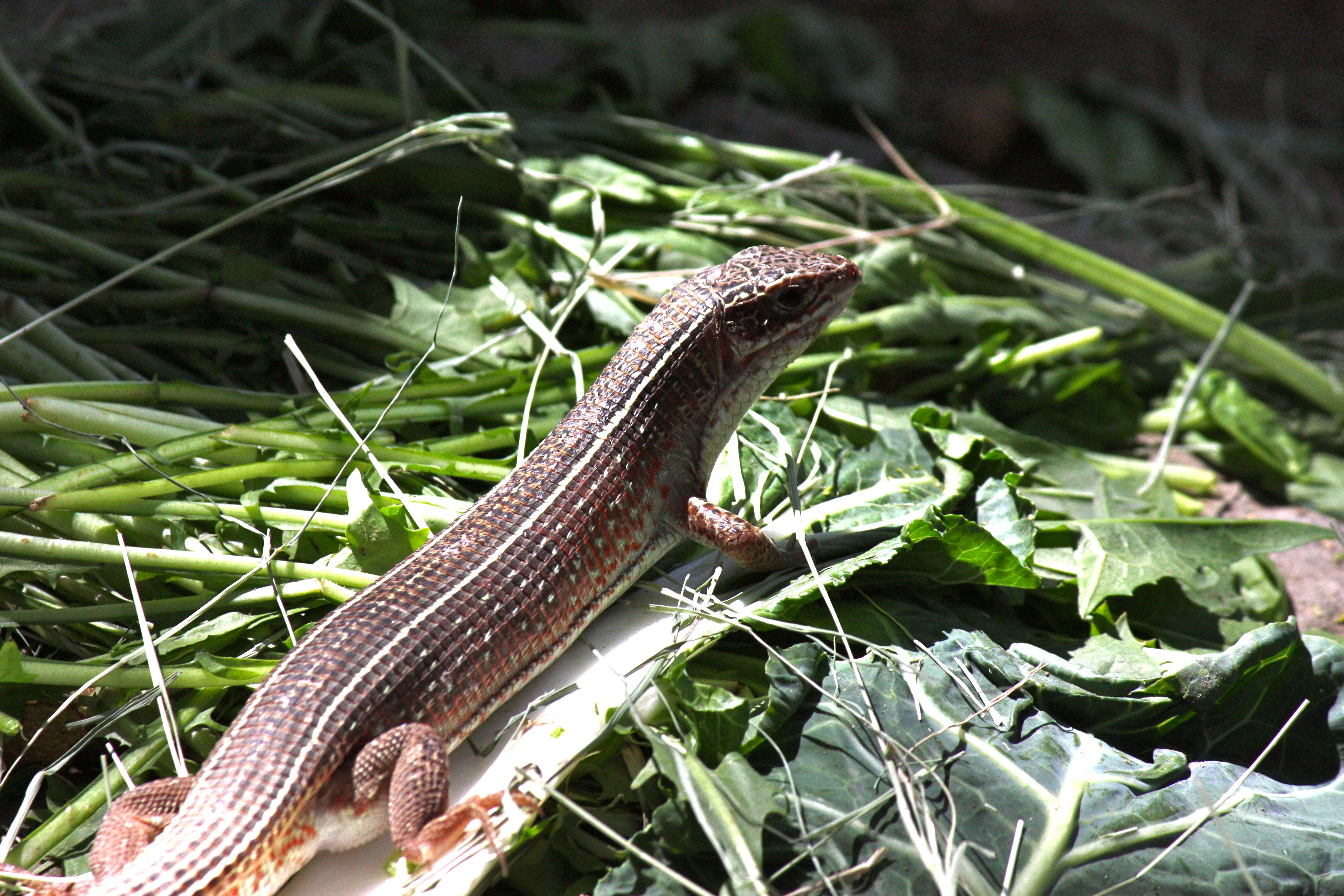 Lizard | Pics4Learning