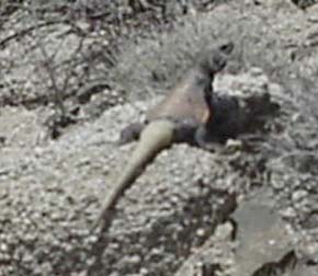 Large Lizard | Pics4Learning