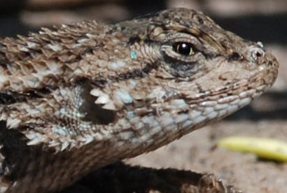 Lizard Head Detail | Pics4Learning