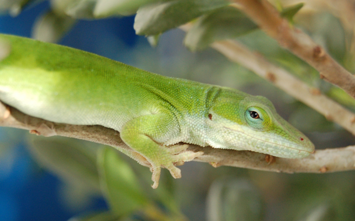 green anole on branch | Pics4Learning