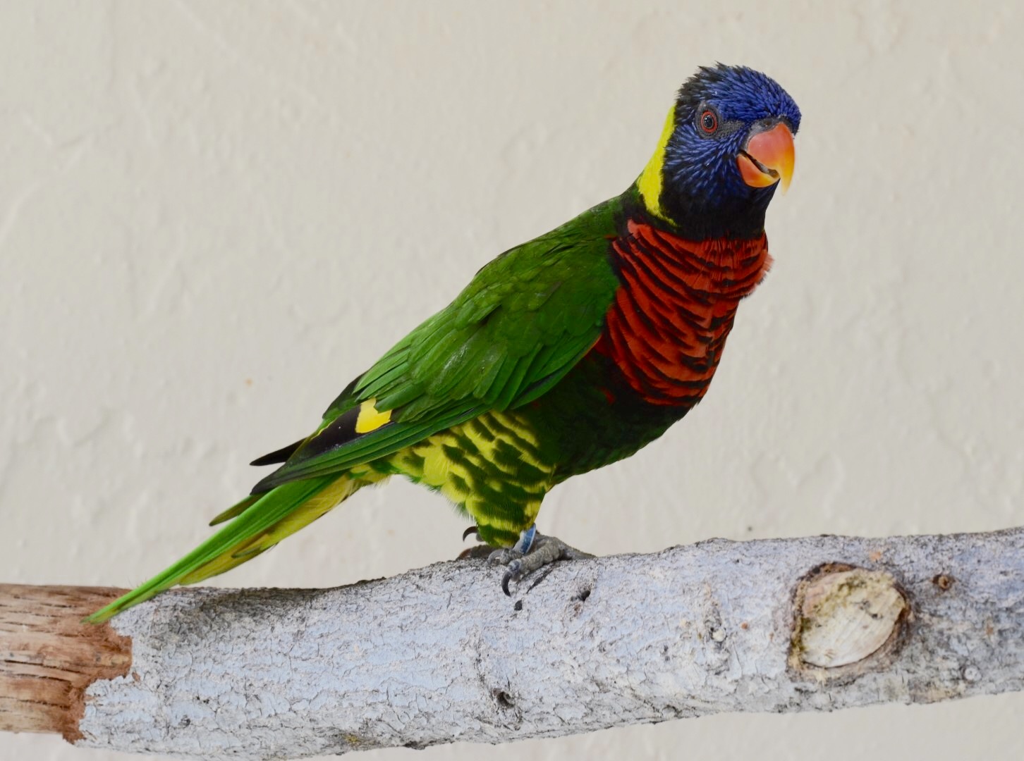 Lorikeet | Pics4Learning