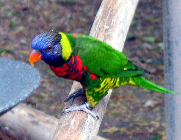 Lorikeet | Pics4Learning