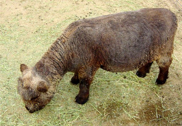 lowland sheep | Pics4Learning