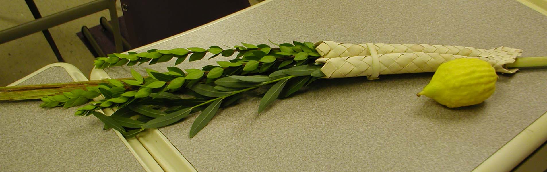 lulav and etrog | Pics4Learning