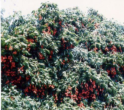 Lychee tree | Pics4Learning