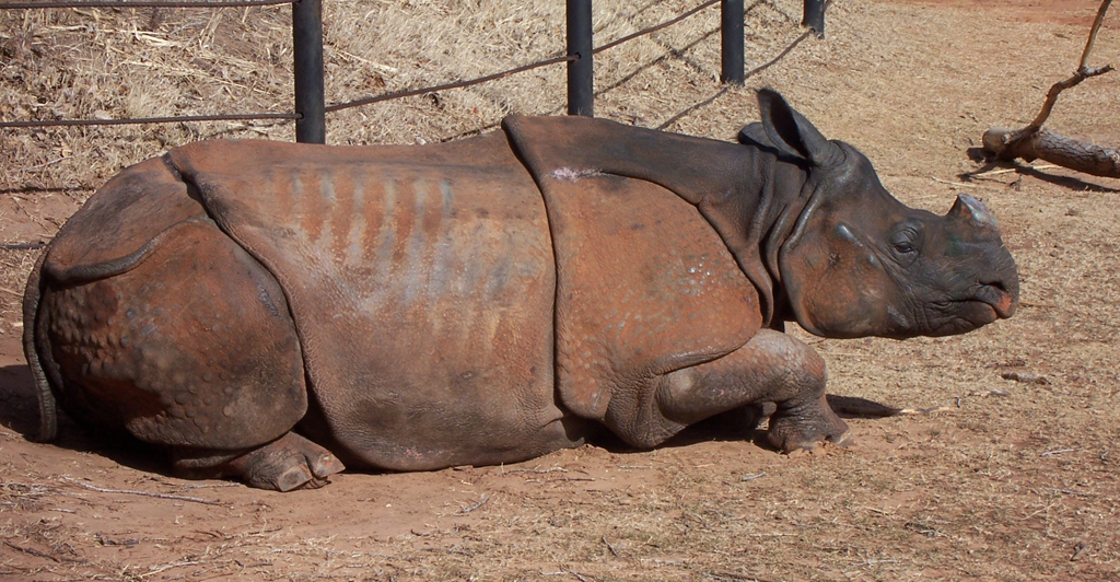 Rhinoceros Laying Down First Female Southern White Rhino Calf Born At
