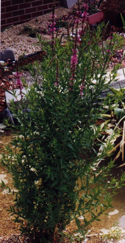 lythrum | Pics4Learning