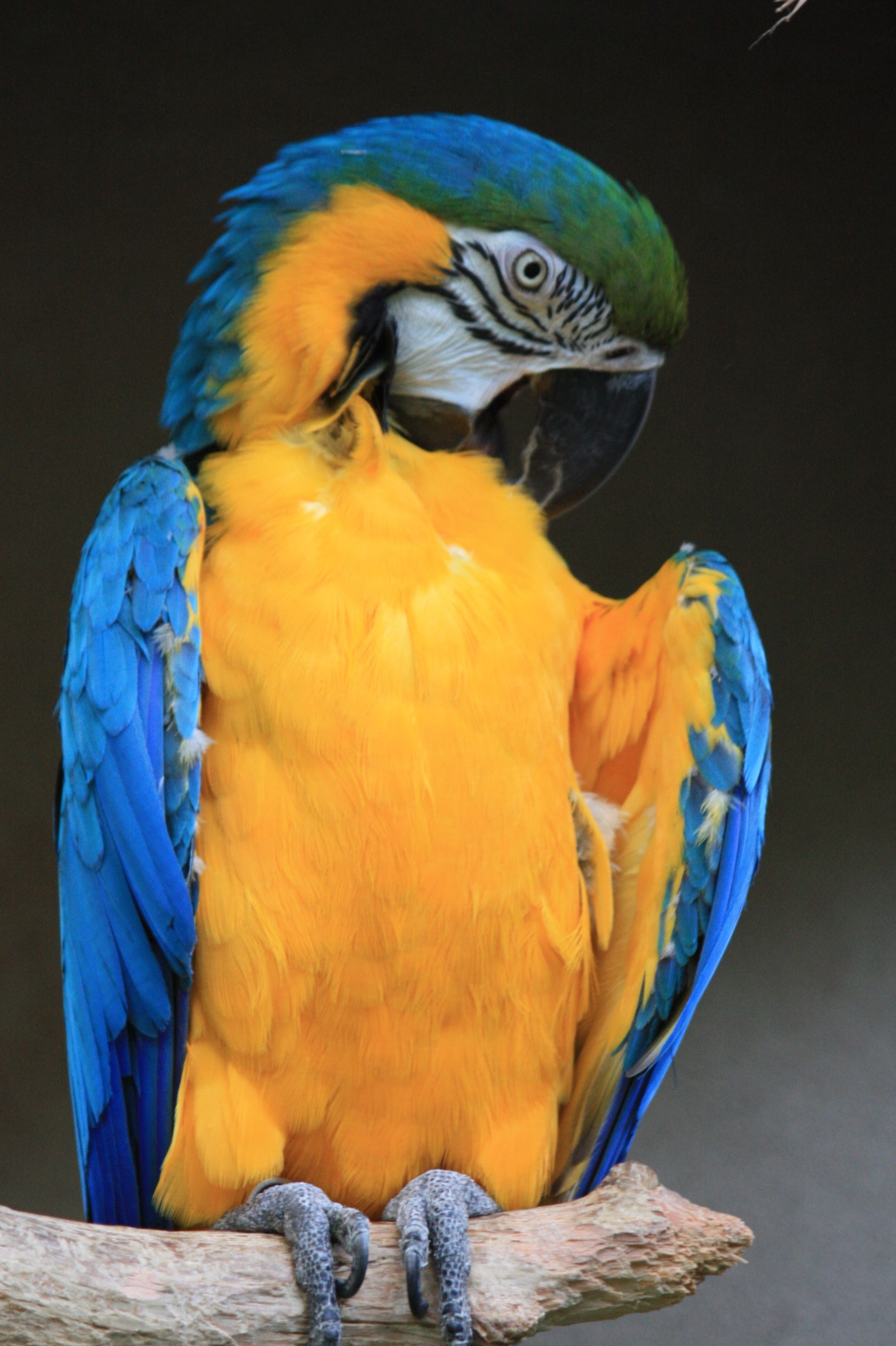Macaw | Pics4Learning