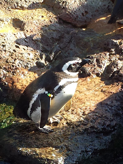 Magellanic Penguin | Pics4Learning