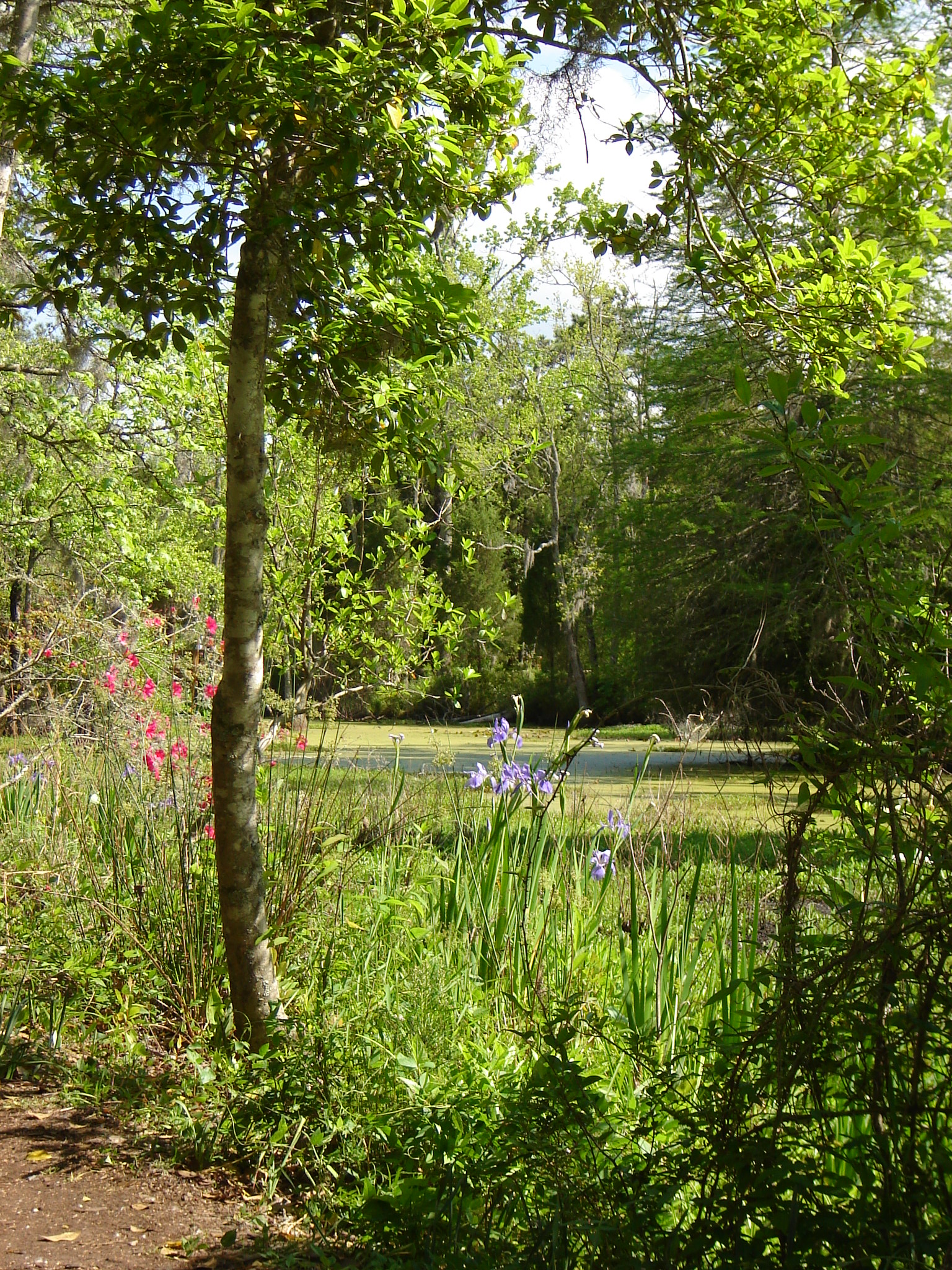Flowers in the Swamp | Pics4Learning