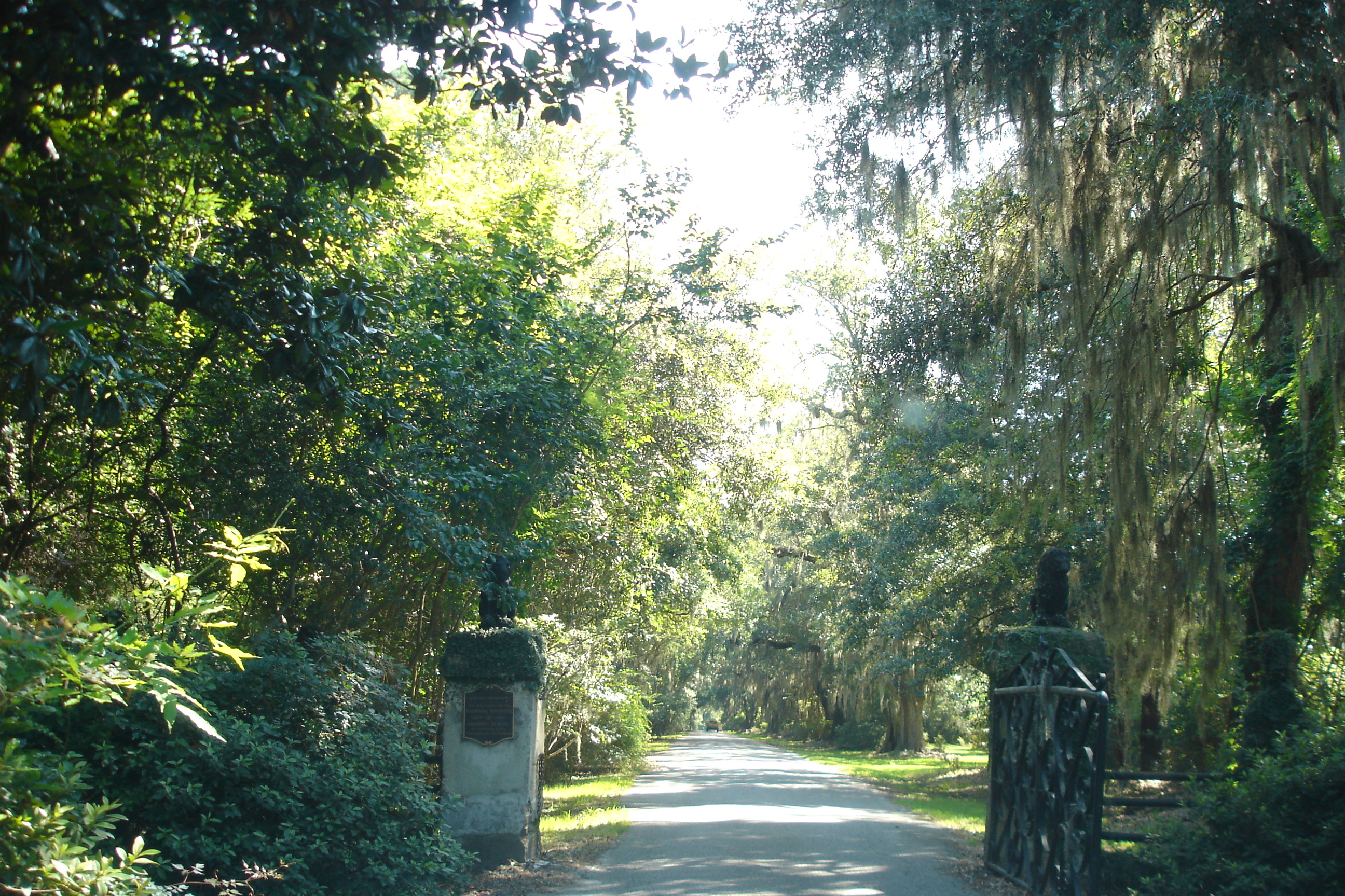 Magnolia Plantation Trees | Pics4Learning