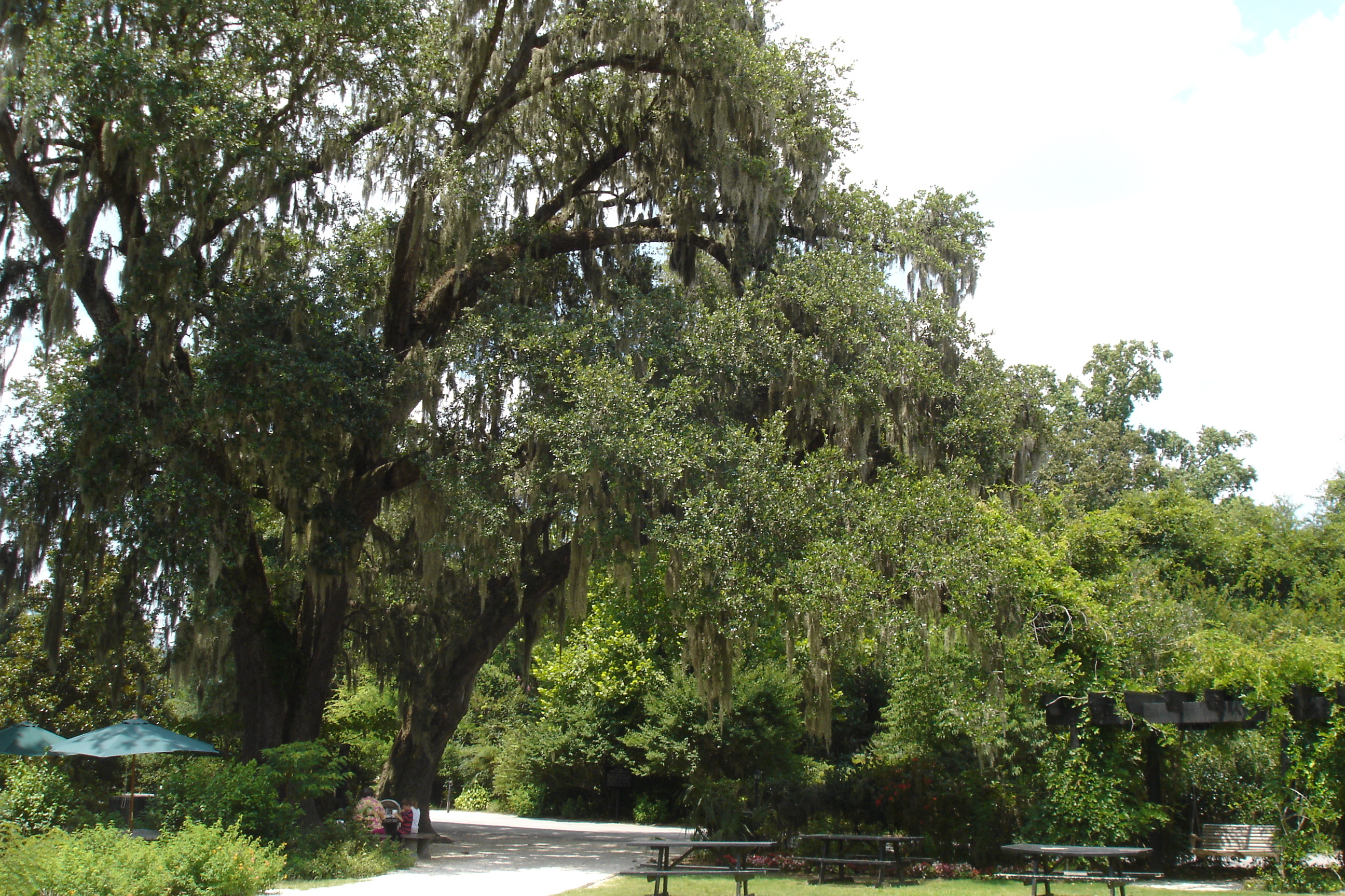 Magnolia Plantation Tree | Pics4Learning