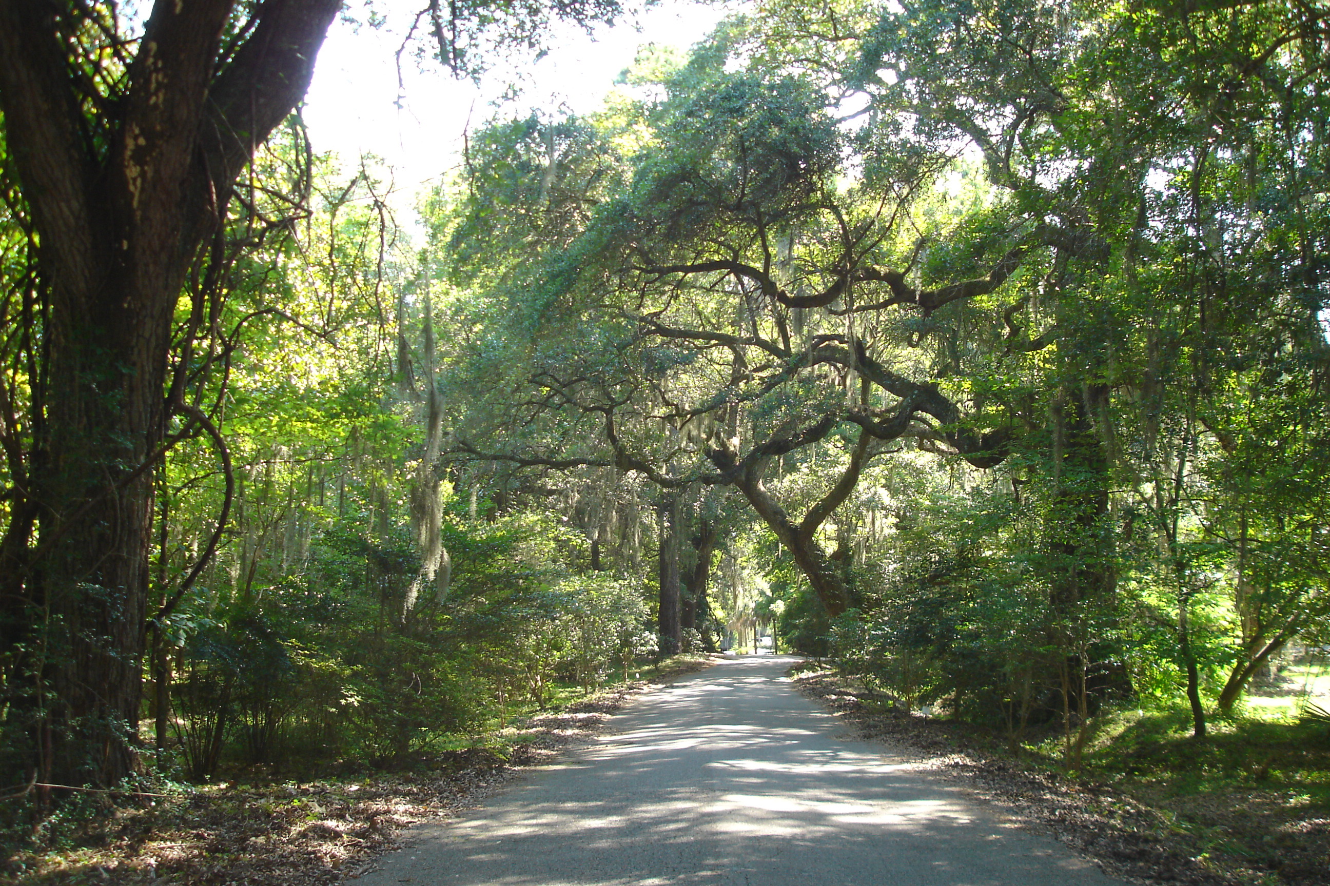 Magnolia Plantation Trees | Pics4Learning