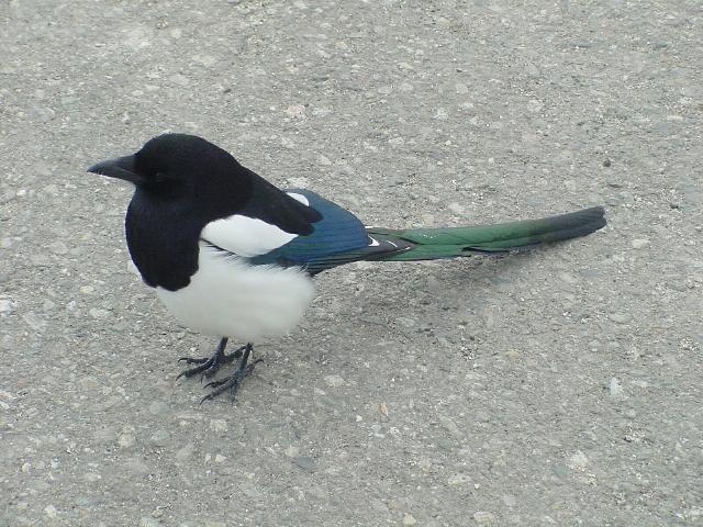 Magpie | Pics4Learning