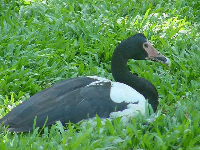 Magpie goose | Pics4Learning