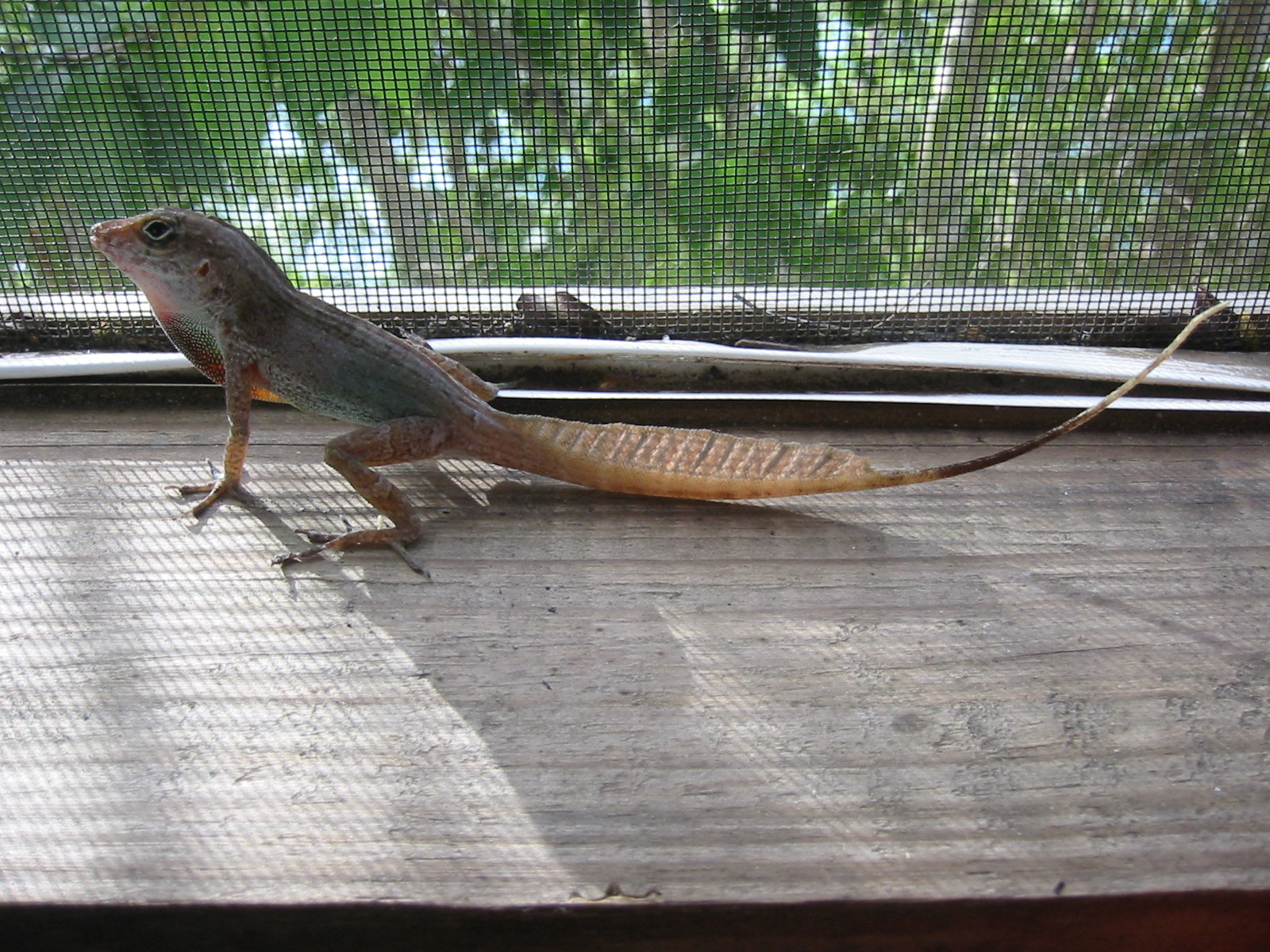 Anole Lizard | Pics4Learning