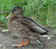 malard duck | Pics4Learning