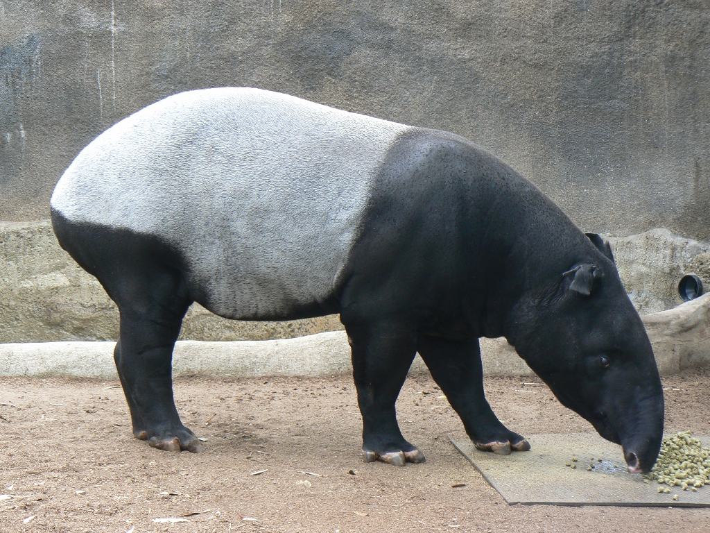 Malayan Tapir | Pics4Learning