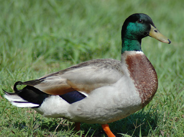 mallard drake bird duck | Pics4Learning
