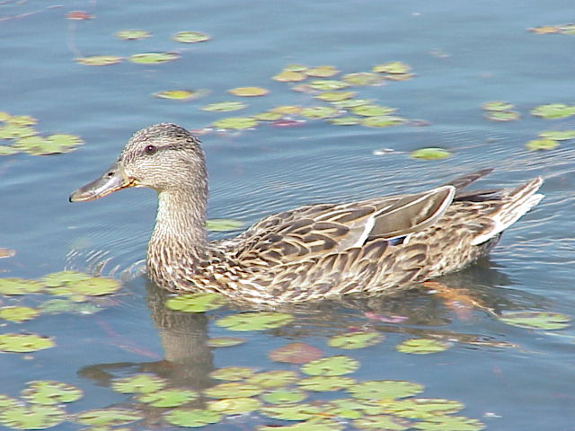 Mallard | Pics4Learning