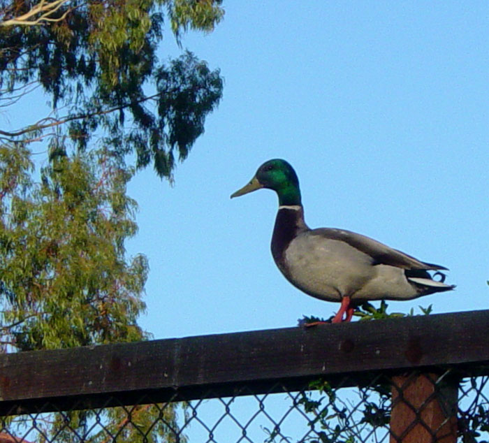 Mallard duck sitting on a fence | Pics4Learning