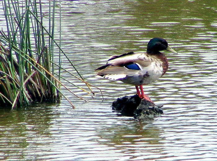 Mallard duck standing on a rock | Pics4Learning