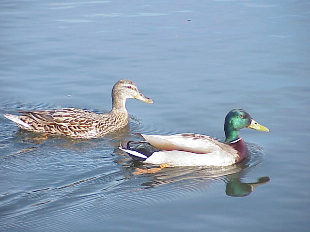 Mallards | Pics4Learning