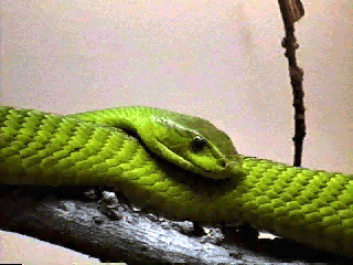 East African Green Mamba | Pics4Learning