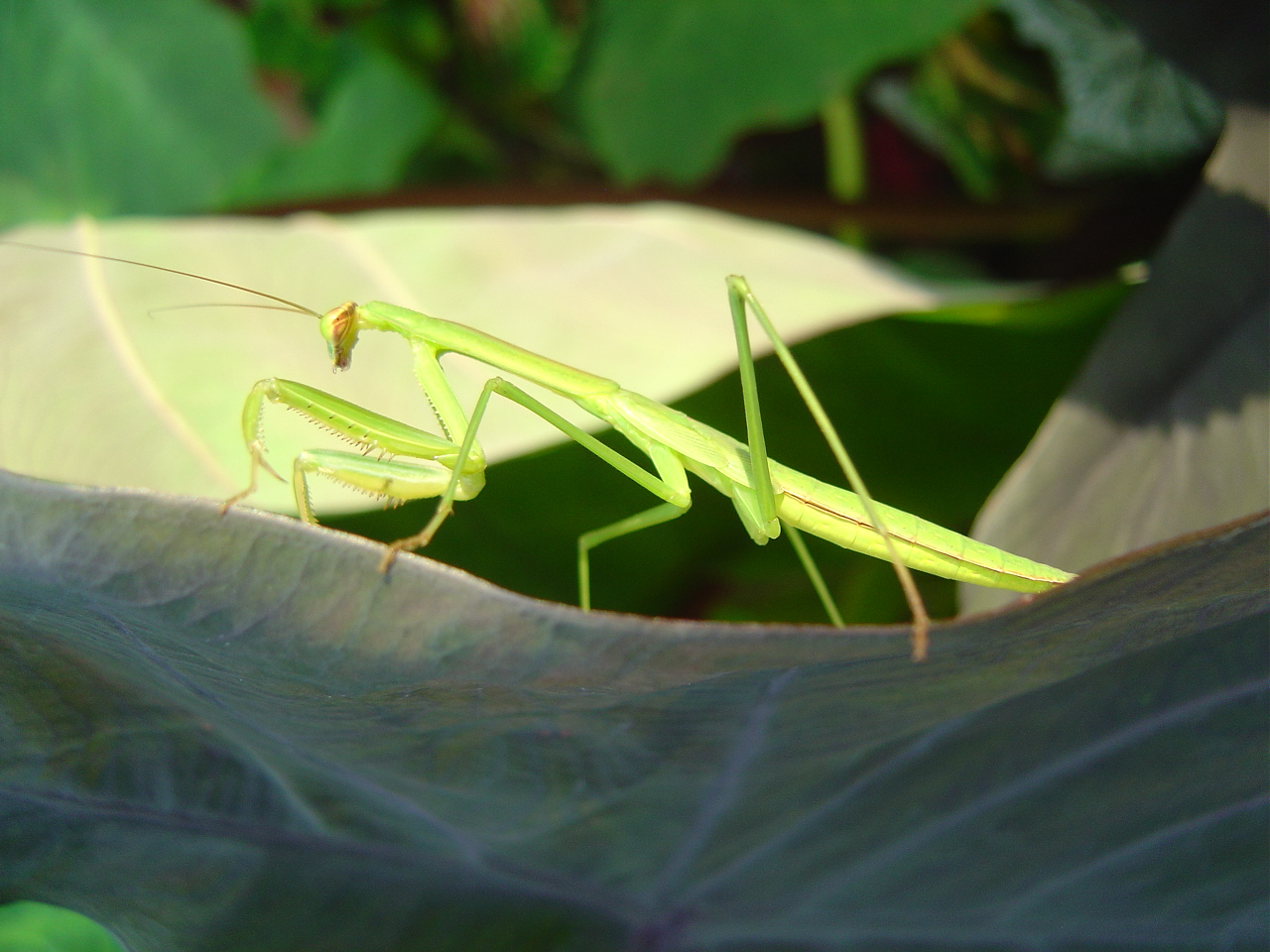 Mantis in Sun | Pics4Learning